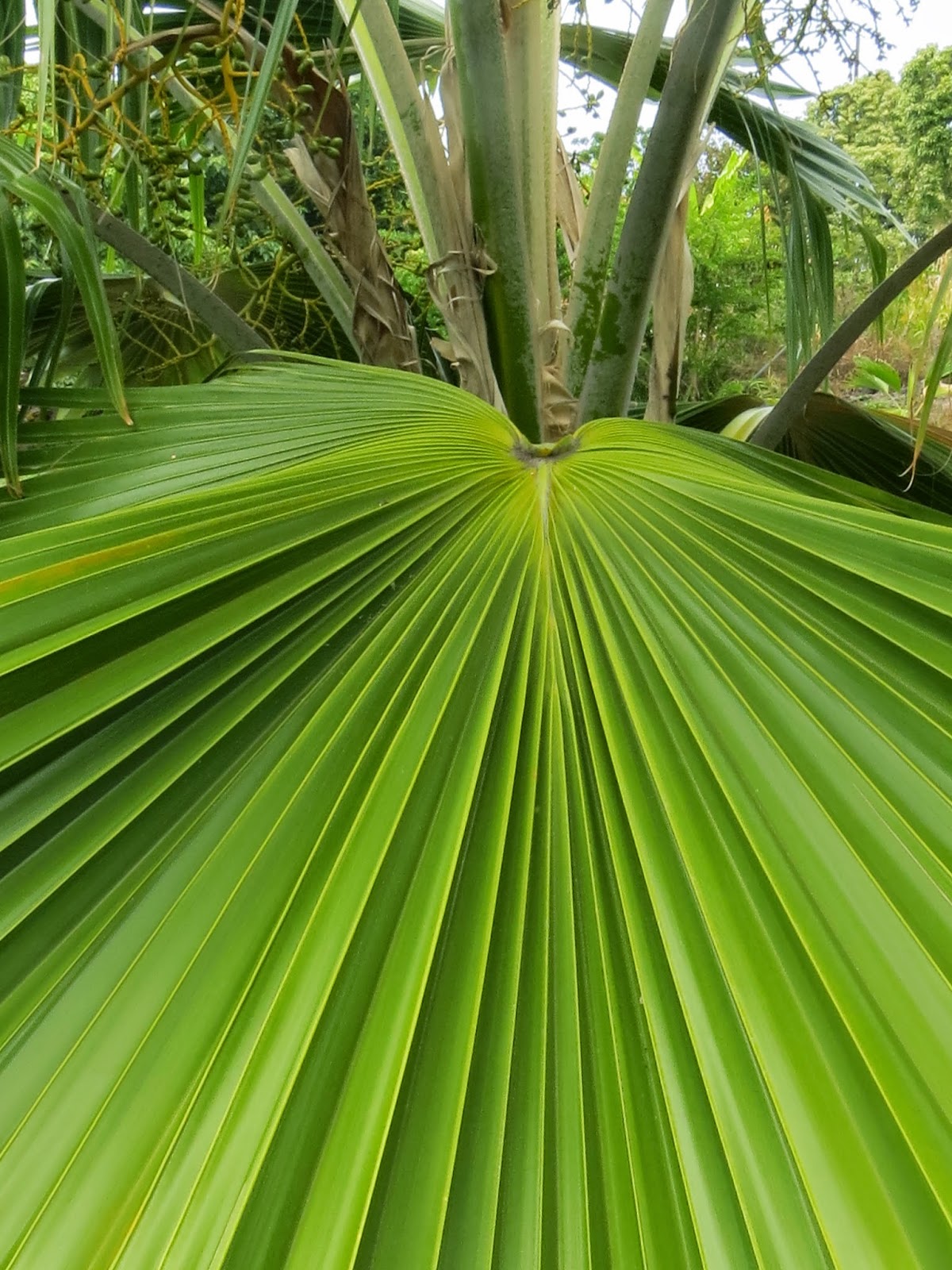 Let's Go! Native Plants, Hawai'ian Style