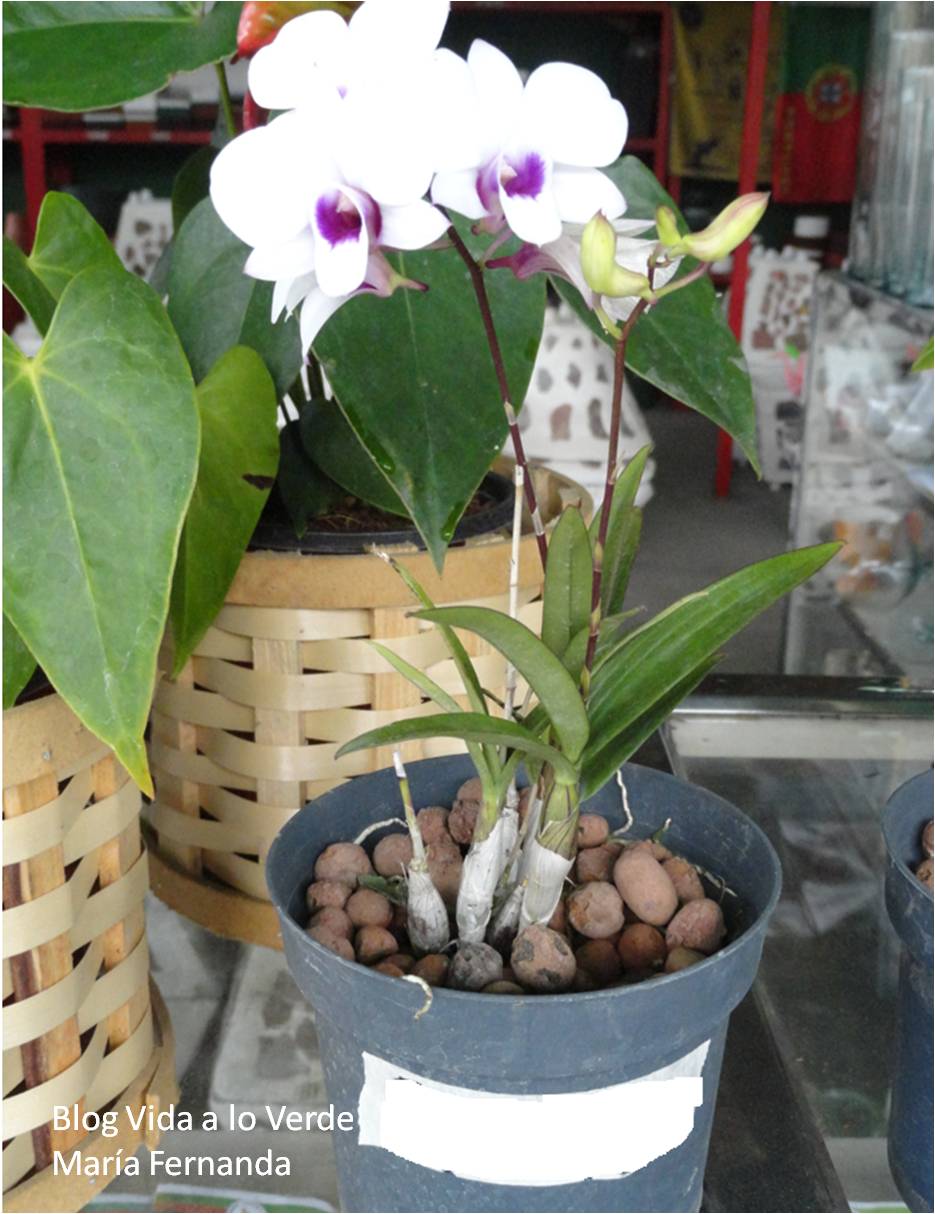 La Doctora De Las Plantas: ¿Qué sustrato usar para orquídeas? Las ...