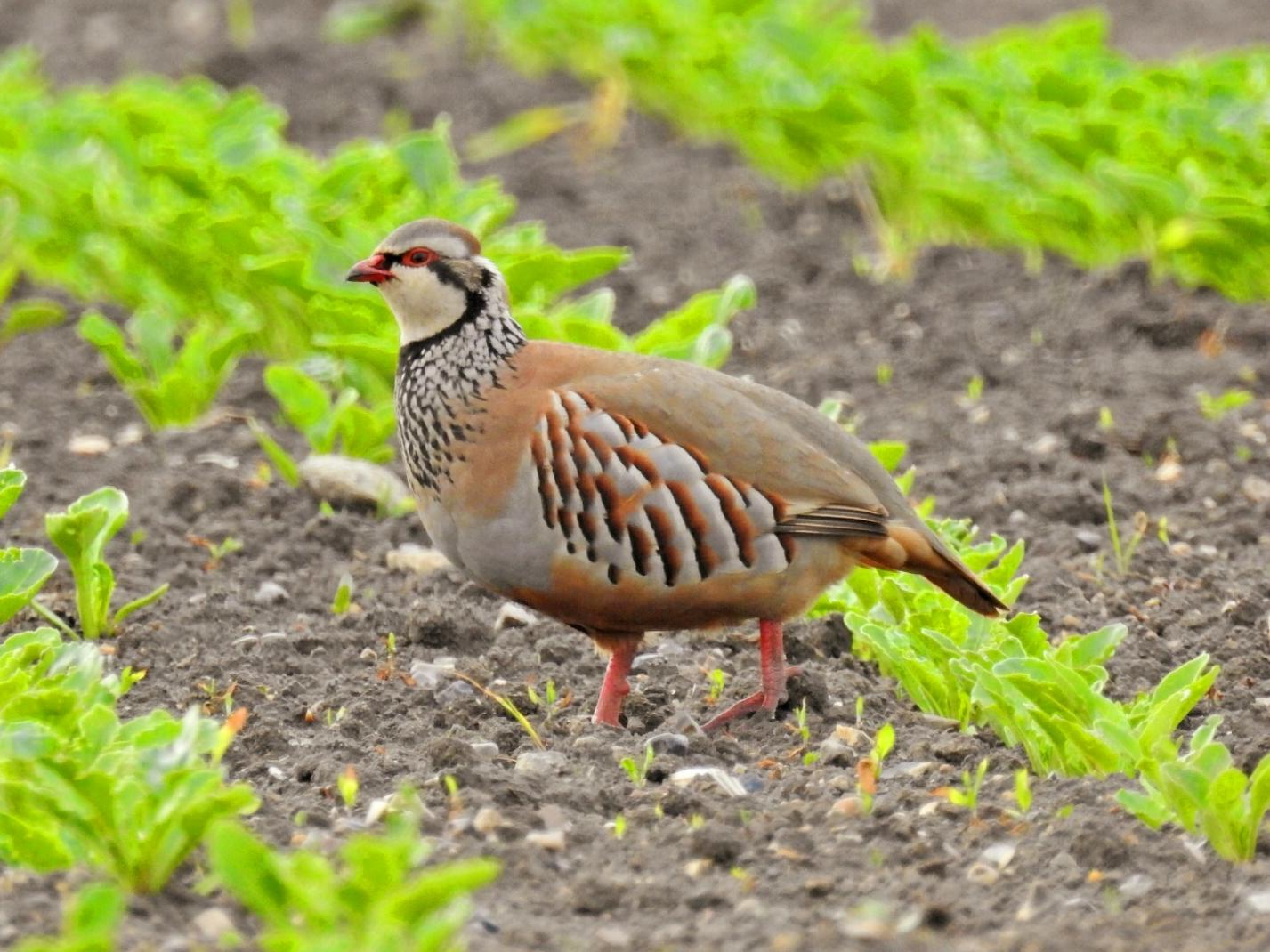 CAMBRIDGESHIRE BIRD CLUB GALLERY: Red-legged Partridge