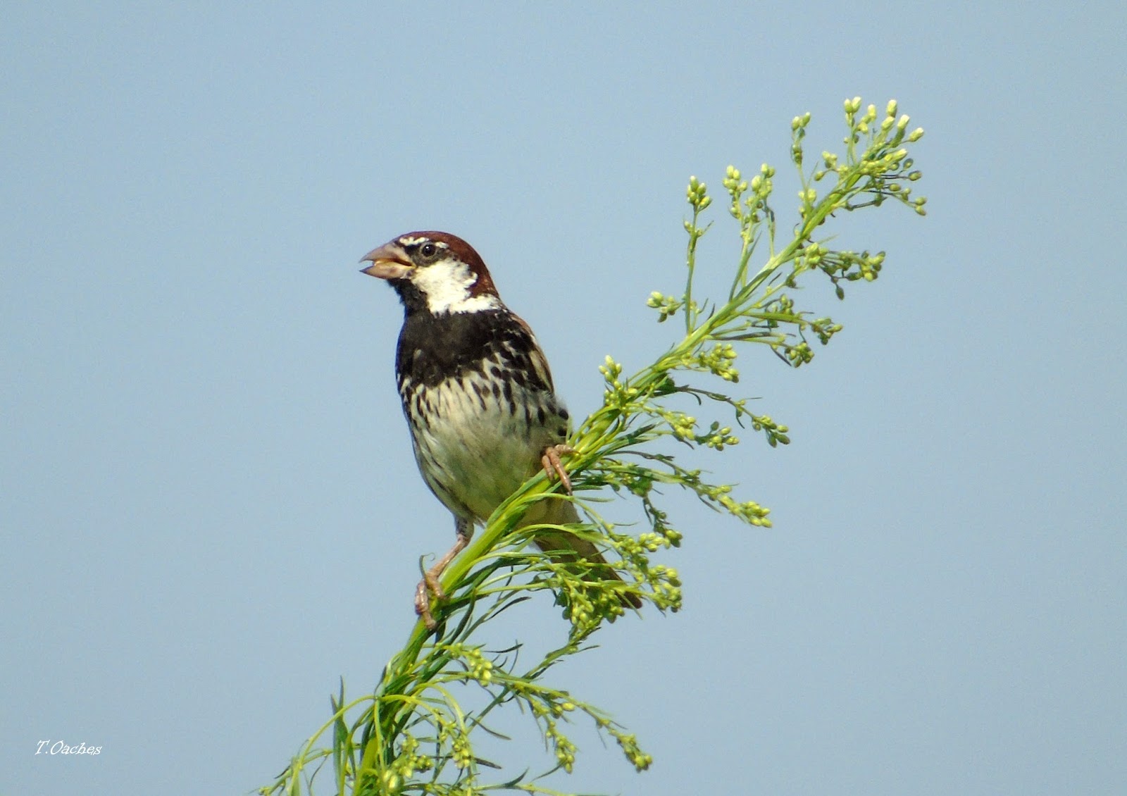 PASARI DIN ROMANIA: VRABIE NEGRICIOASA, Passer hispaniolensis