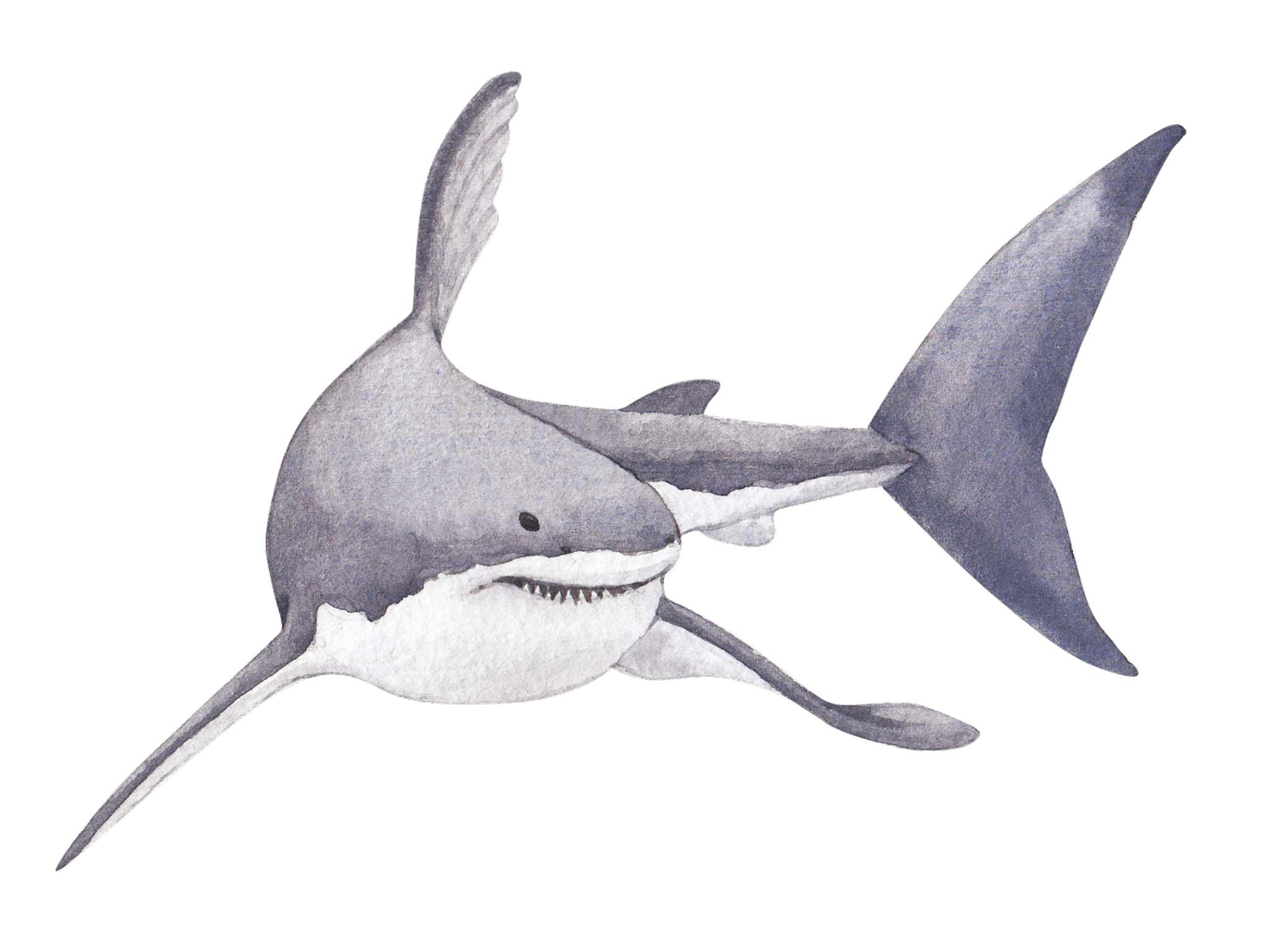 FOSSIL HUNTRESS: SHARKS: ELASMOBRANCH FISH