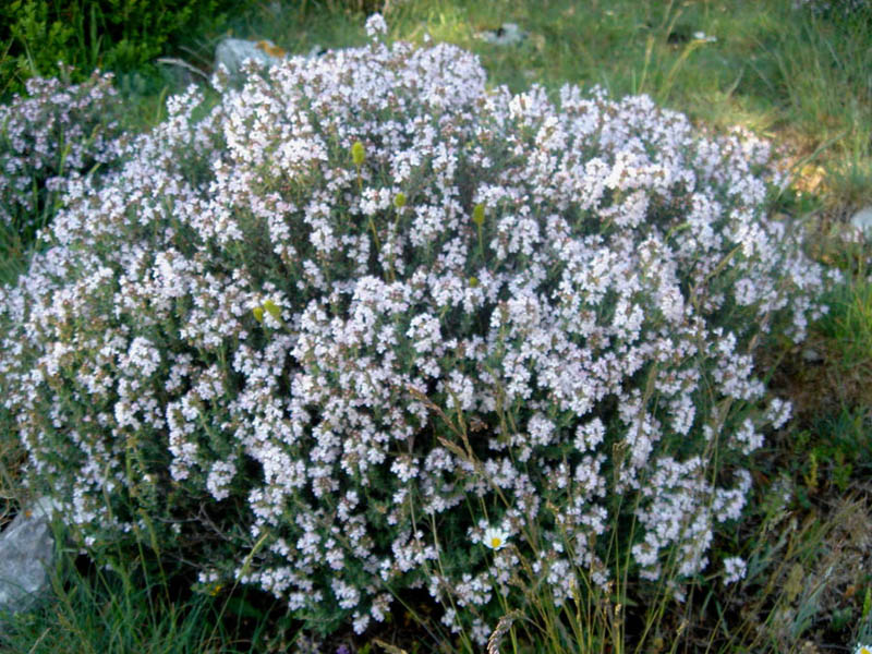 Entre flores y abejas: Tomillo