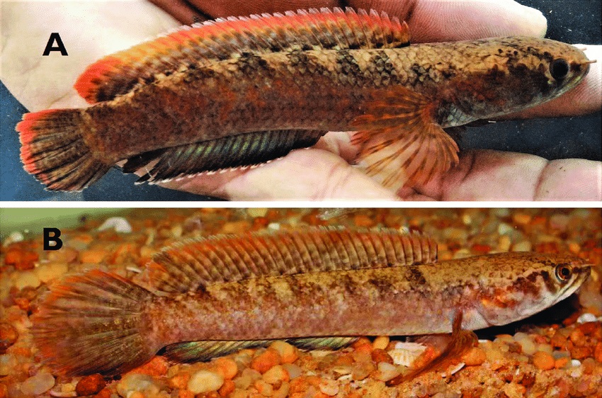 Ikan Channa Pulchra Besar 50 Jenis Ikan Channa Yang Perlu Kamu Ketahui ...