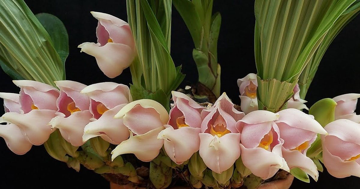 Anguloa uniflora Ruiz & Pav.