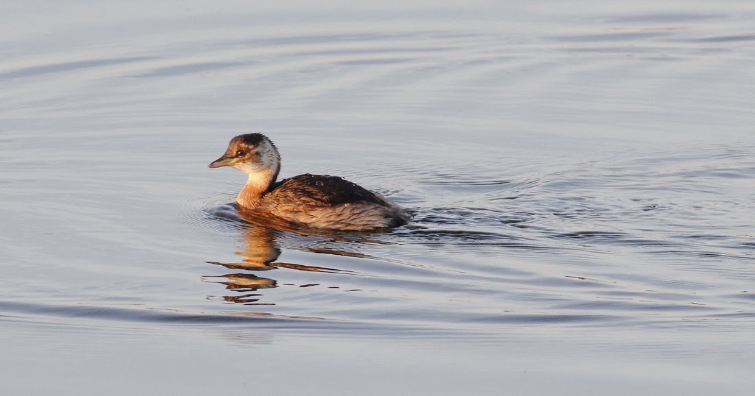 Another Bird Blog: Tuesday Morning Birding