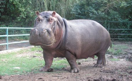 Cercetează: Hipopotamul
