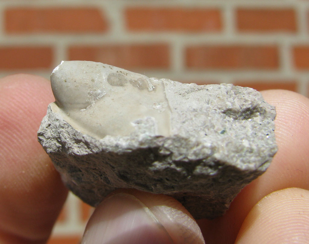 Views of the Mahantango: Lonchodomas and Illaenus trilobites from St ...