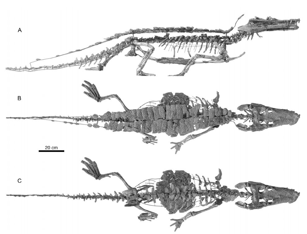 EL JOVE PALEONTÒLEG: L'evolució i la filogènia dels crocodilomorfs ...