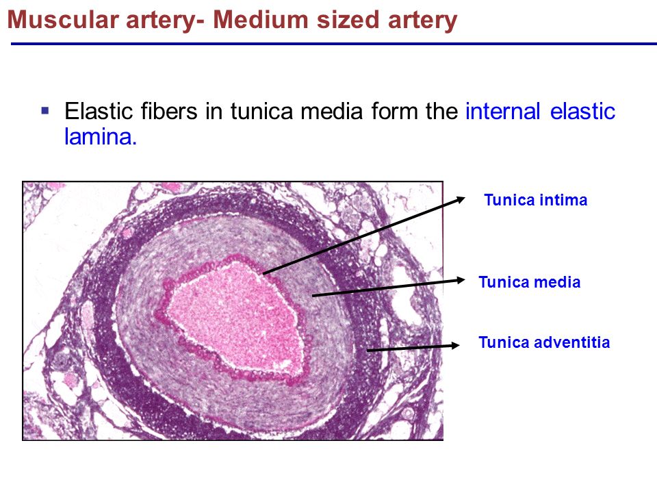 Histology-Some Important Pictures