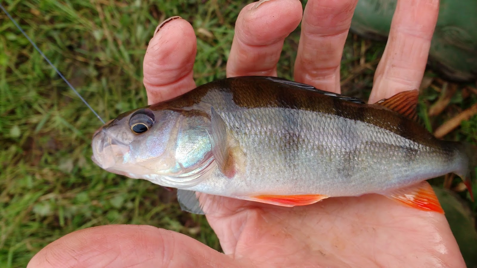 Jorvik Angler: August 2019