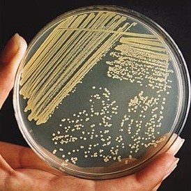 microbiology: Staphylococcus aureus