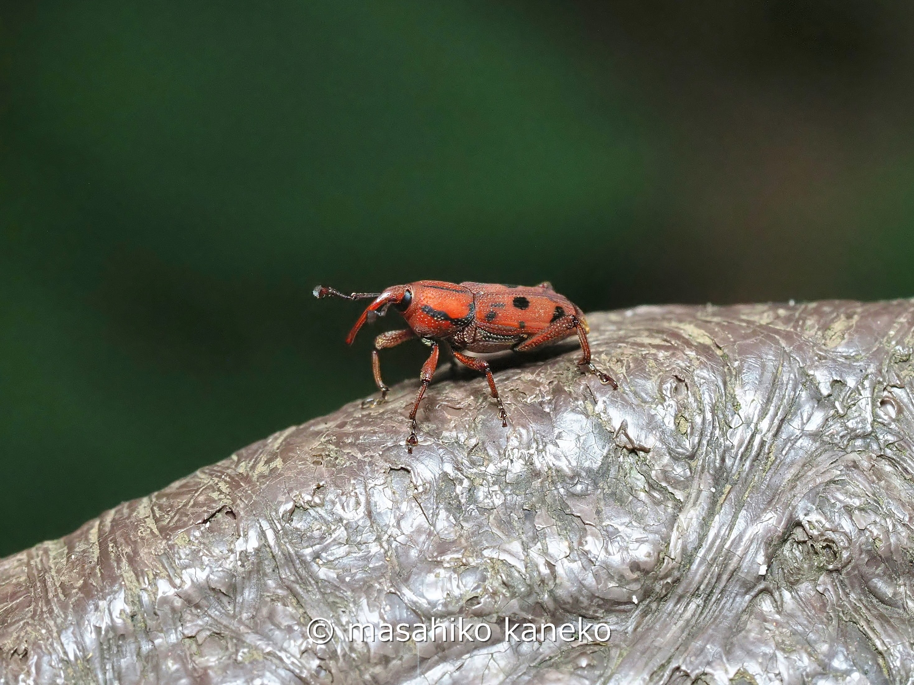 トホシオサゾウムシ-穂高's Field Notes ～from神奈川の空の下～