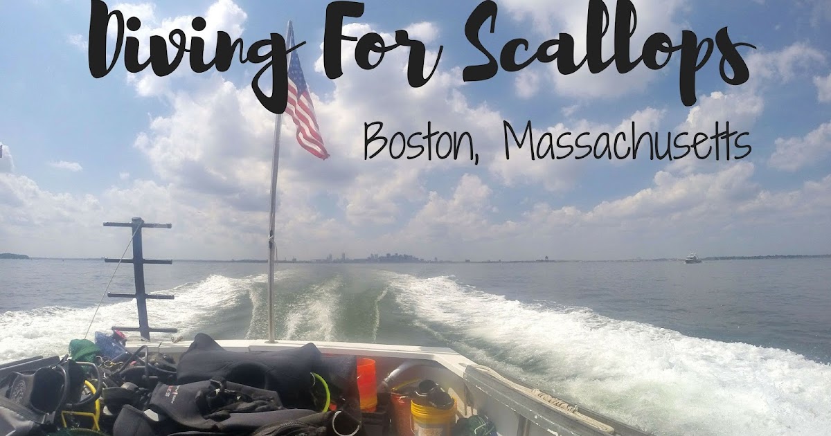 Katie Wanders : Diving for Scallops - Boston, Massachusetts