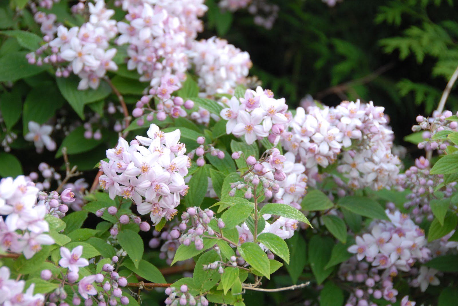 Et Hus og en Have: Blomstrende buske II - deutzia / stjernetop