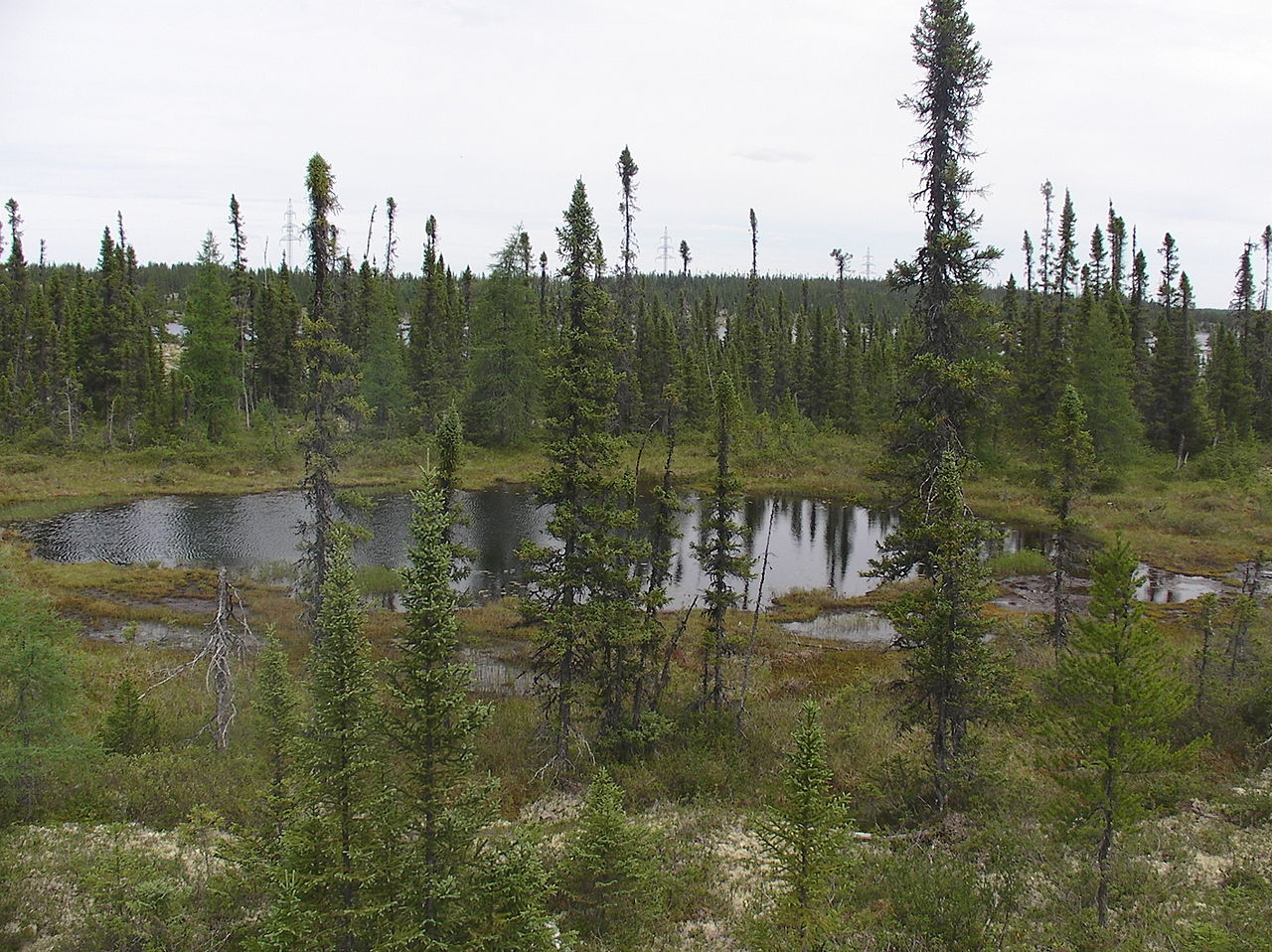 Replant.ca Environmental: The Black Spruce tree (Picea mariana)