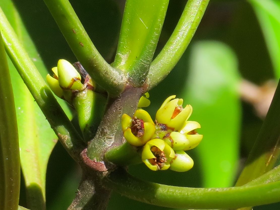 Queensland Coast: Australia's Spurred Mangroves (Ceriops sp.)