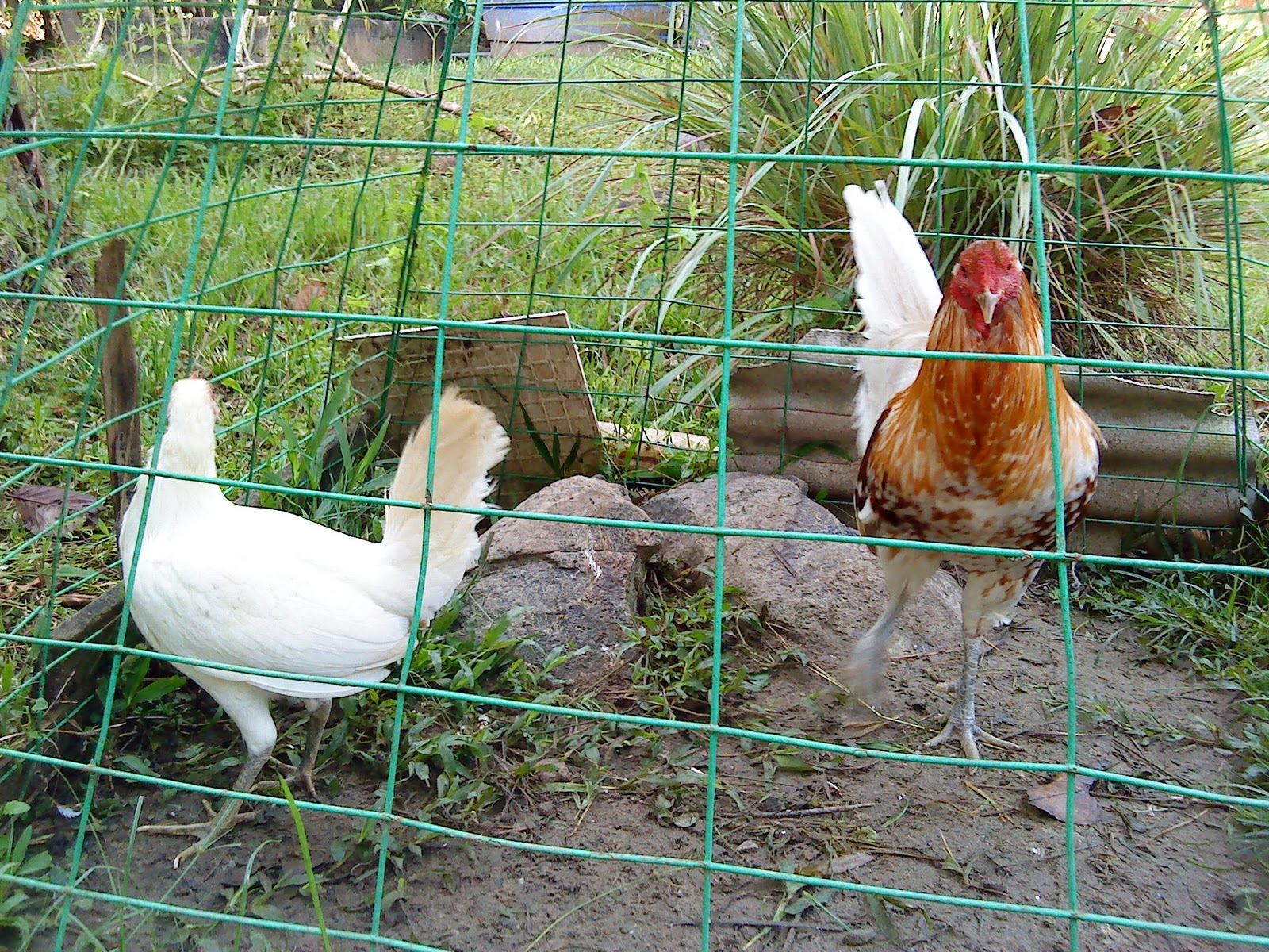 Wb8b@Cirj GameFarm: Breeding and Ranging to Keep Them Healthy.