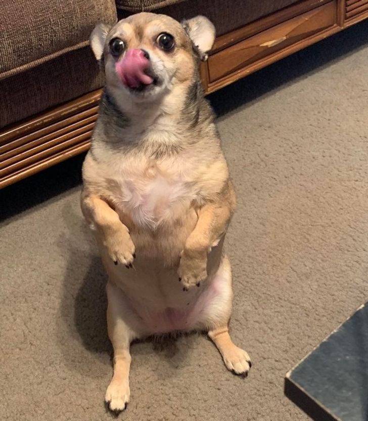 20+ Animals Who Can Cheer You Up Better Than Any Comedian