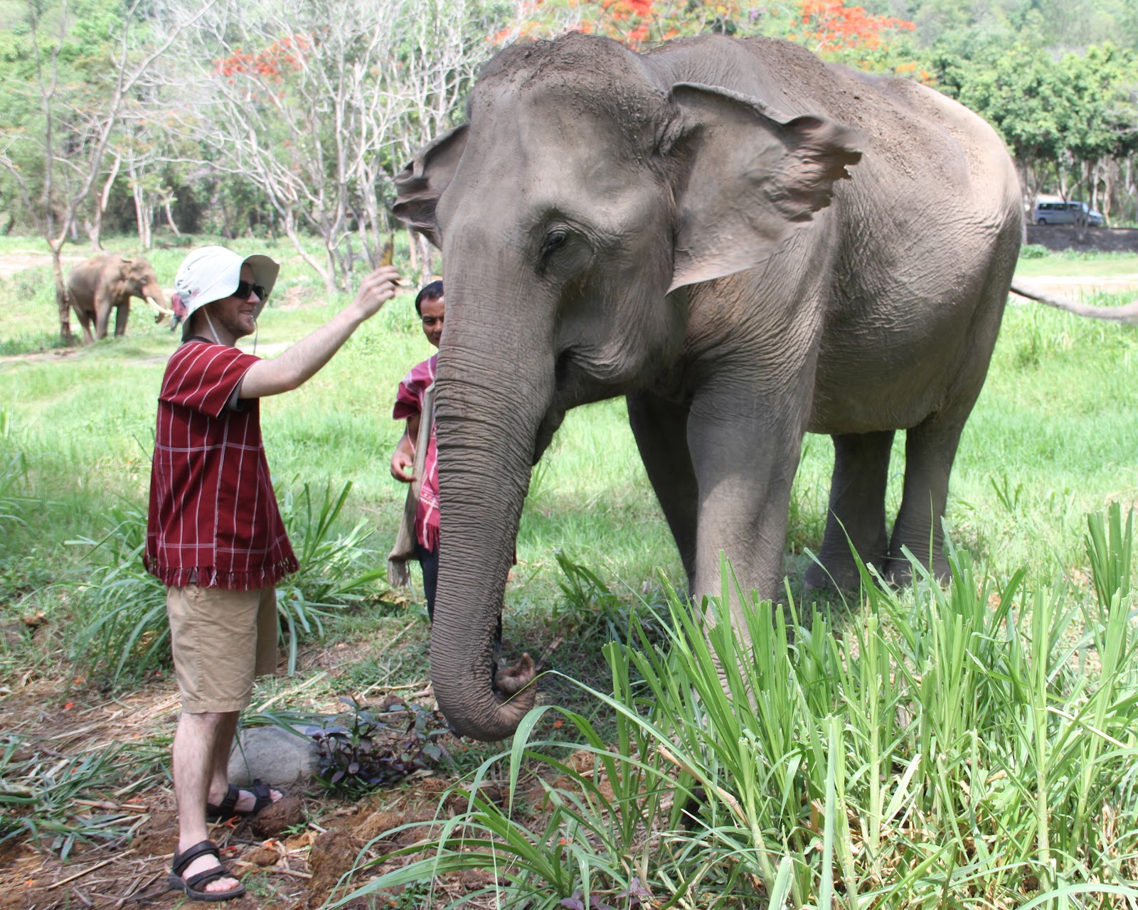 The Senseitions: Patara Elephant Farm, Chiang Mai, Thailand: The care ...