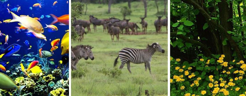 Ecosistemas : Factores bioticos y factores abioticos