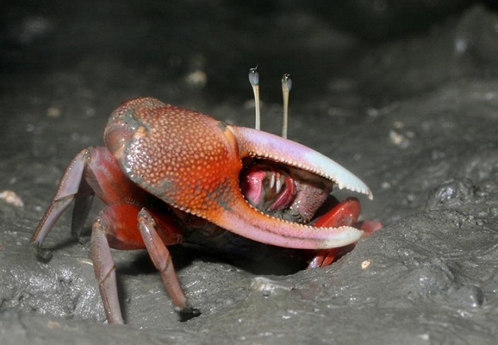 Mengapa Capit Kepiting Biola Sangat Besar Belajar Sampai Mati