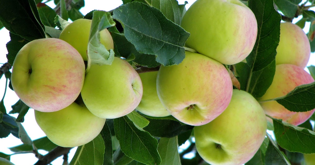 Cara Menanam Apel Sendiri Praktis dalam Pot - cara berkebun tanaman hias