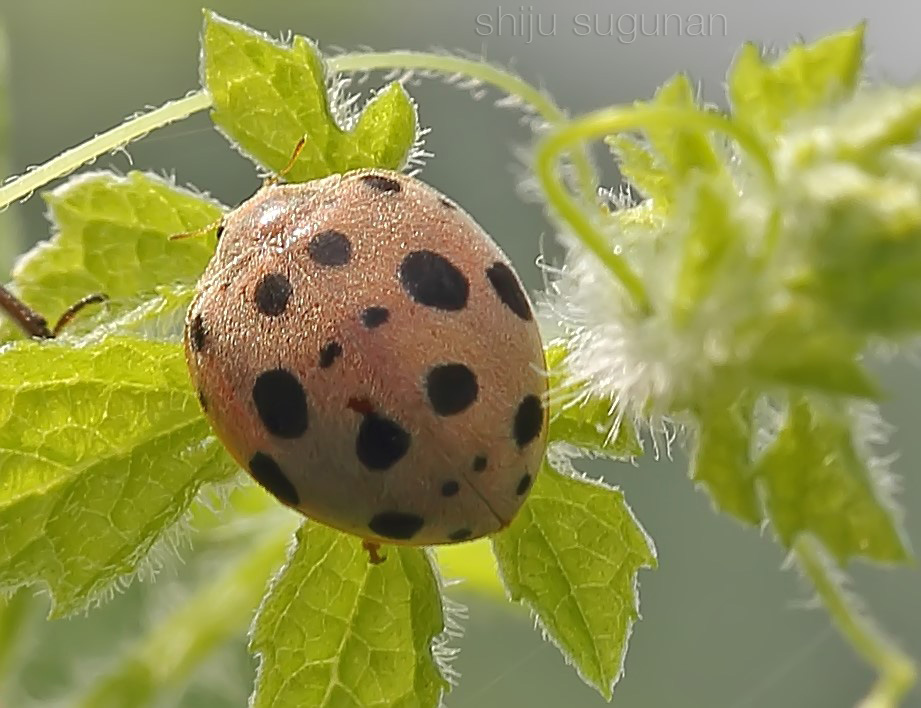 Cranium Bolts: Eensy-weensy beauties