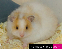 Hamstercitos :3: Tipos de Pelaje del Hamster Sirio