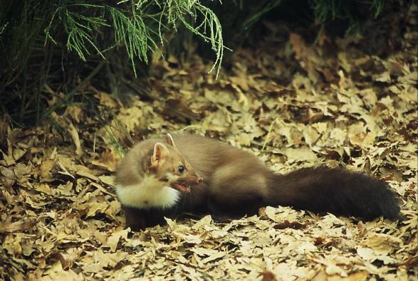 El nido de Águilas del Moncayo: ¿Fuina o paniquesa? Mústelidos de la ...