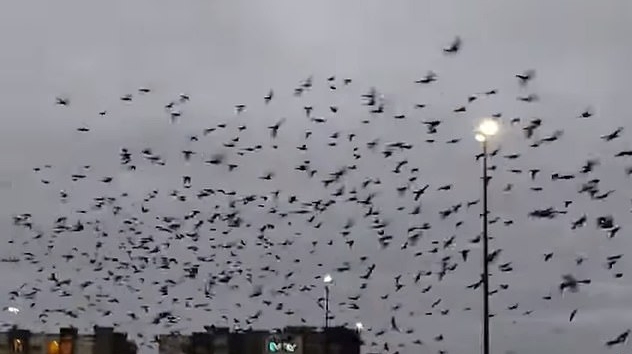 White Wolf : Hundreds of crows gathering at a car park in Texas