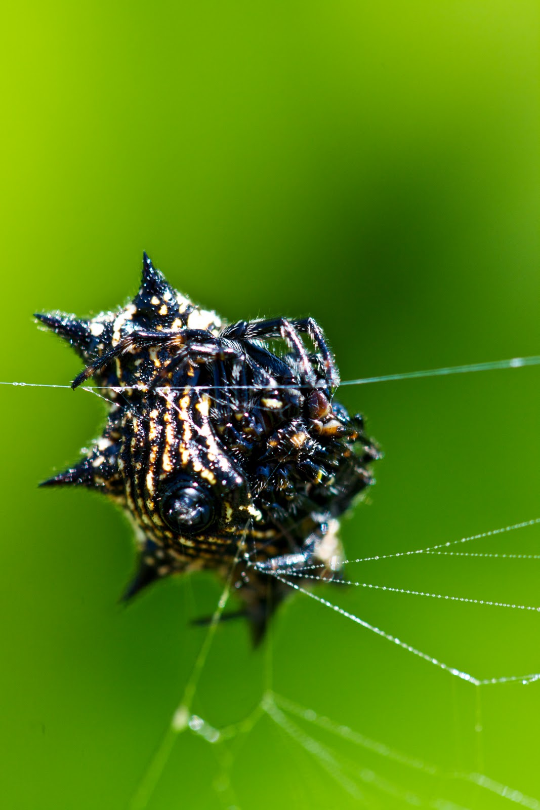 My Family and Other Animals: Spiny Backed Orb Weaver