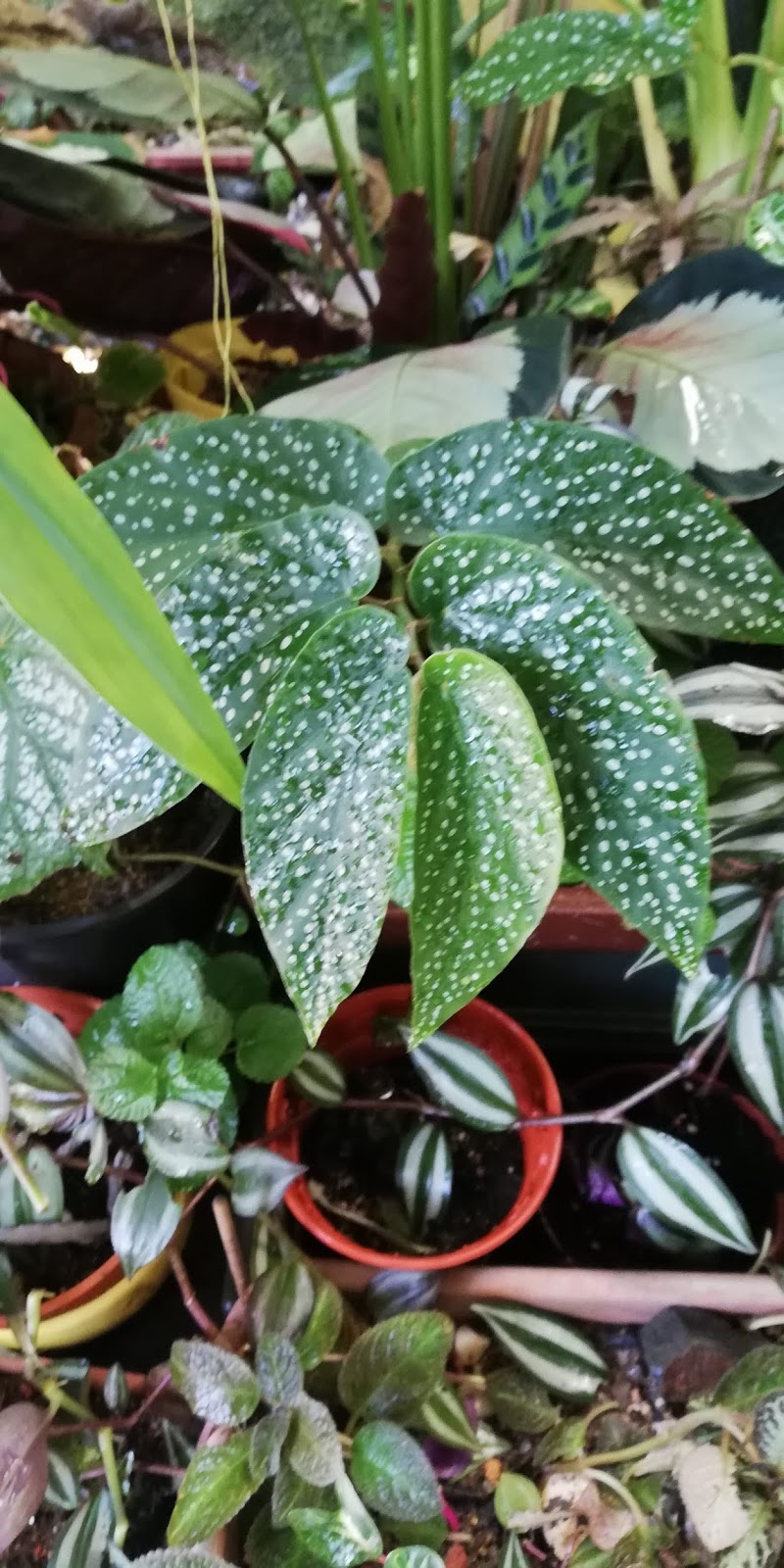 Garden Chronicles of James David: Cane Begonia 'Albo-picta' (Updated ...