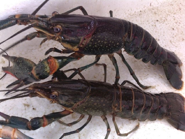 Cara Mudah Pembenihan Lobster Air Tawar di Kolam Pembesaran