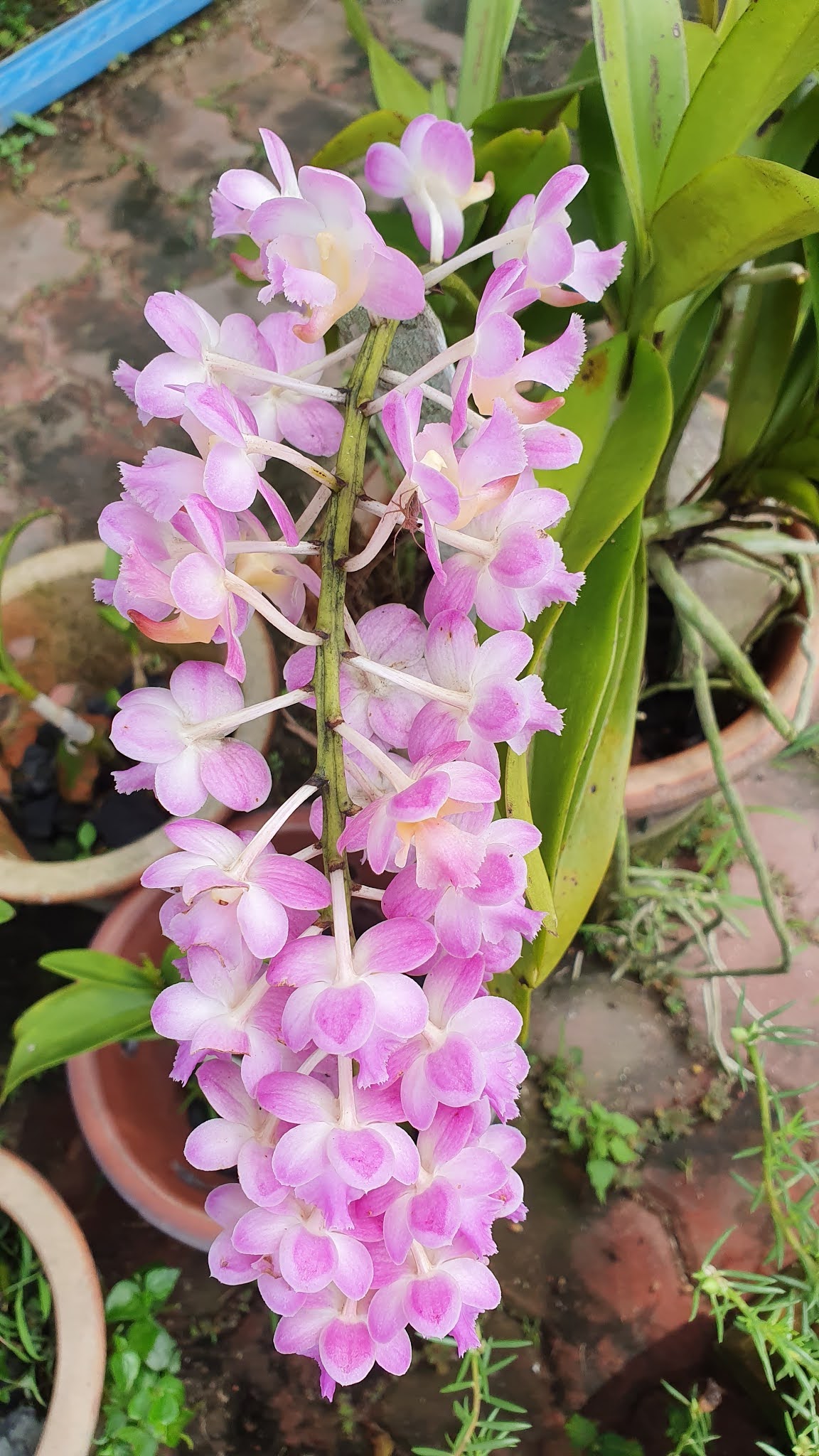 Warisan Petani: Bunga Anggerik Kampungan