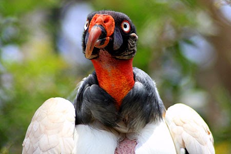 ANIMALES ~ Animales Expertos