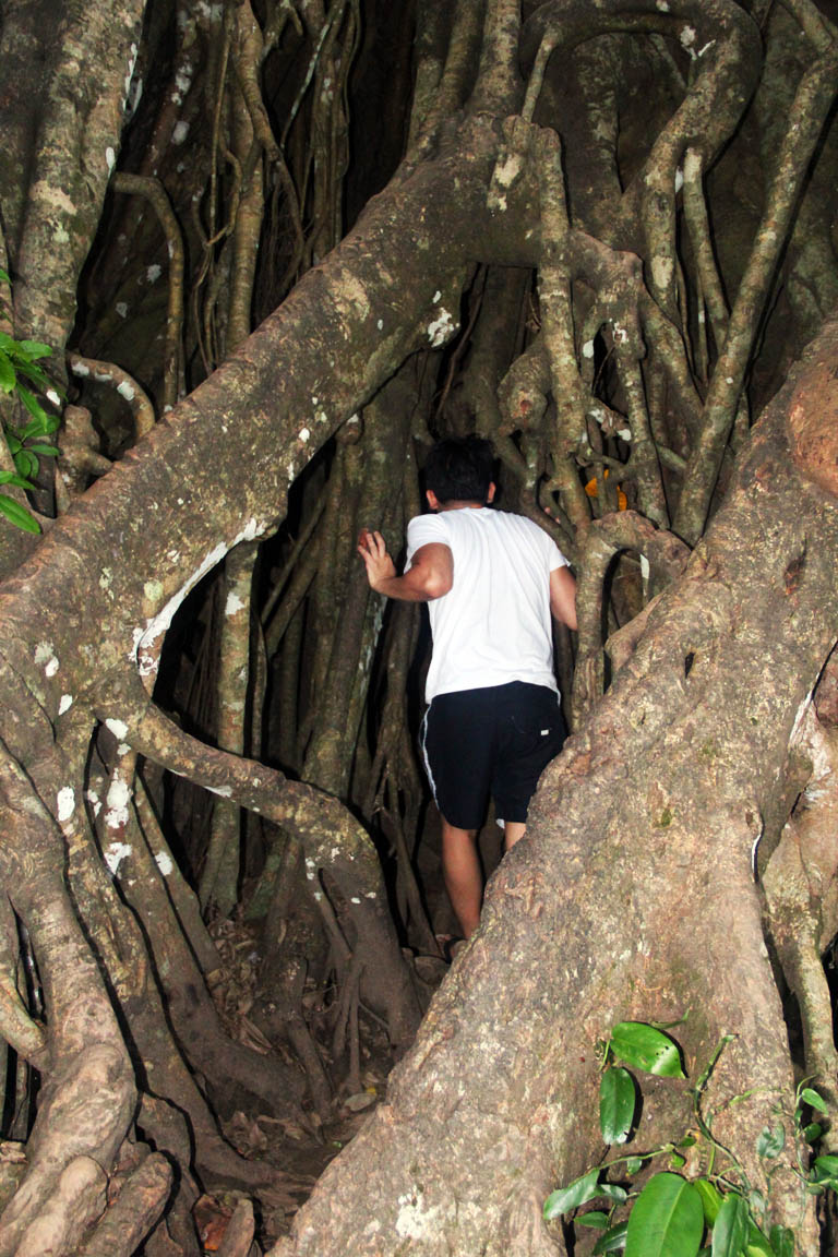 Balete Park And Millennium Tree