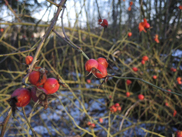 Tulp ja tulp: Kibuvits