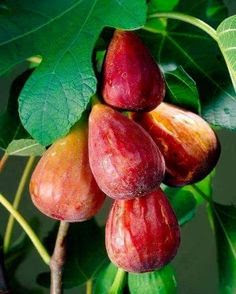 DLA KAŻDEGO: FRUITS