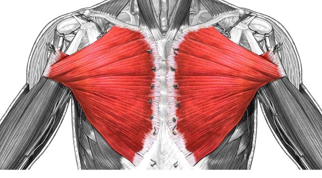 INTRANATOMÍA: 04. INTRODUCCIÓN A LA MIOLOGÍA