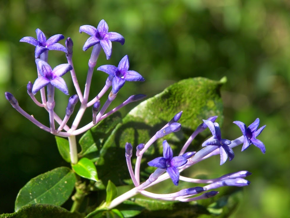 FLORA DE MISIONES Argentina: Faramea cyanea Müll. Arg.