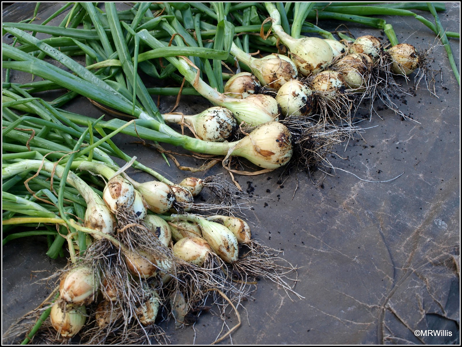 Mark's Veg Plot: Harvesting onions