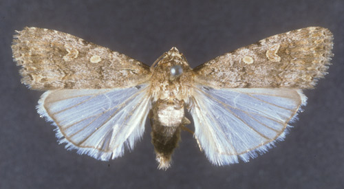 Control de Plagas en Sanidad Ambiental: El gusano cogollero, Spodoptera ...