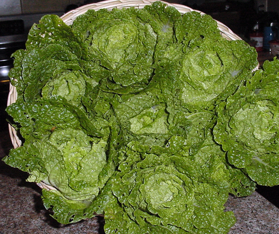 Eating Floyd...: Eating Floyd: Playing Catch-Up (and a cherry update)