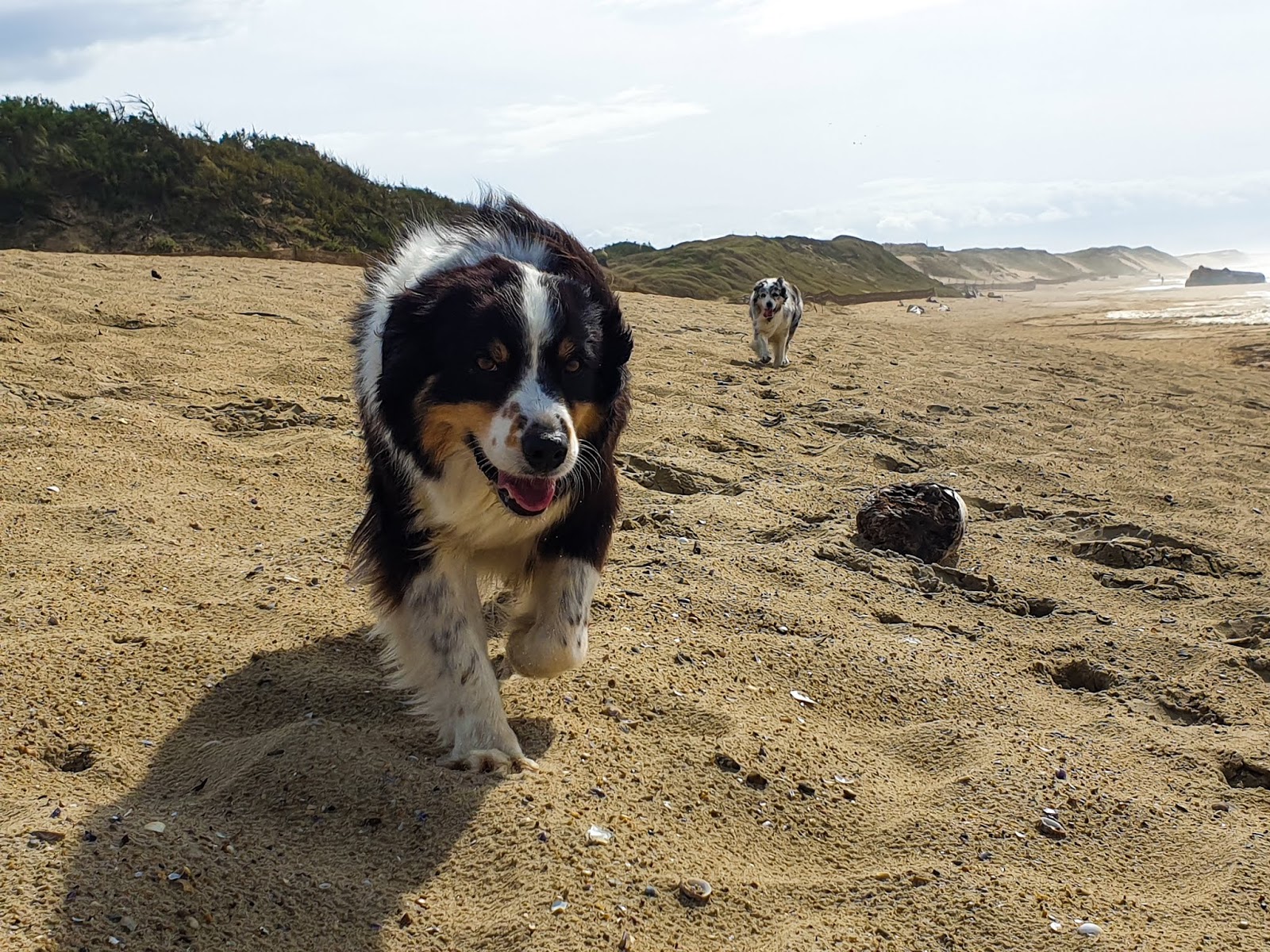 Beth Haslam - Author of the Fat Dogs and French Estates series: 2019