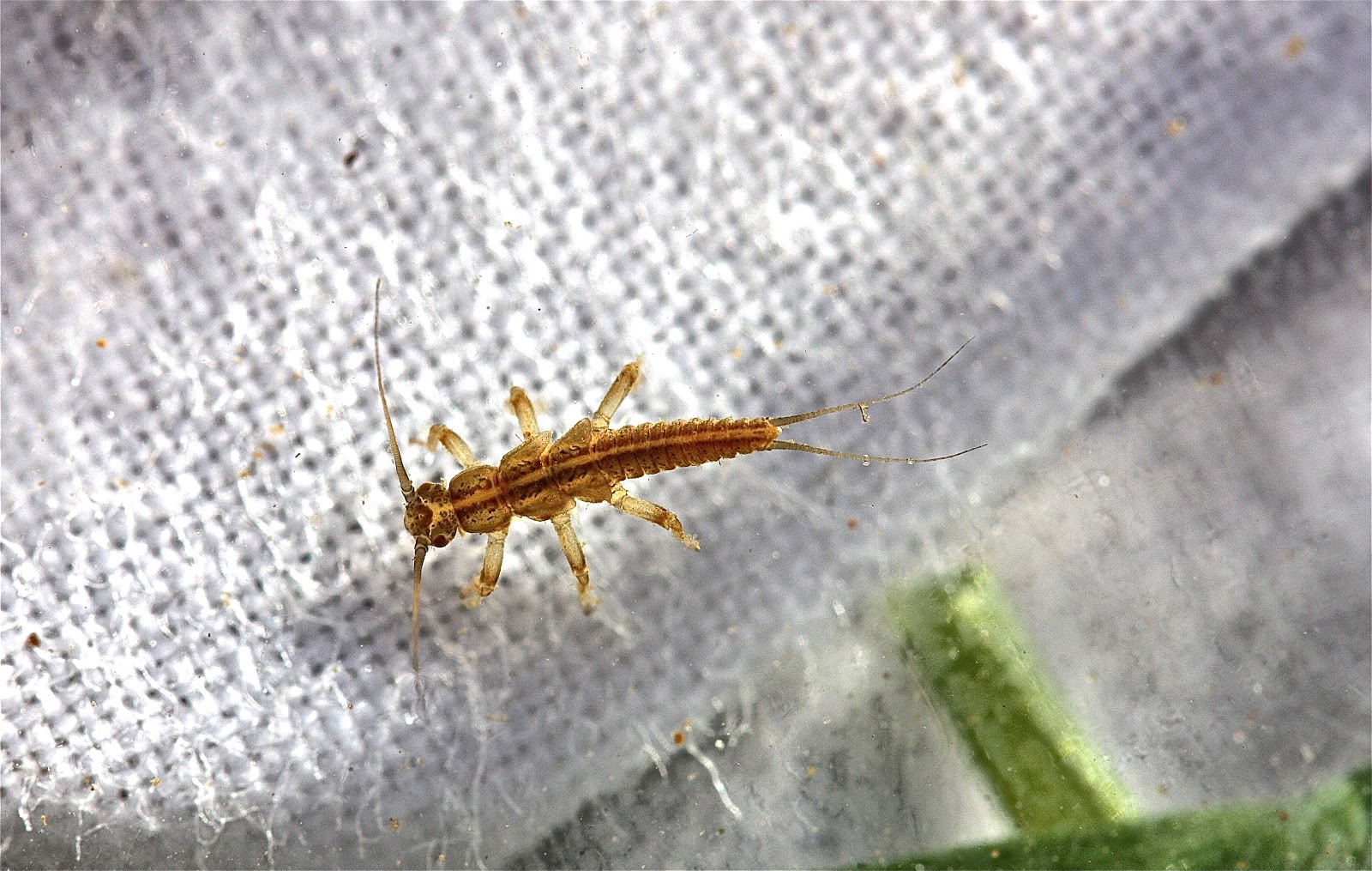 Aquatic Insects of Central Virginia: 找到了! (Gotcha!): The First Large ...
