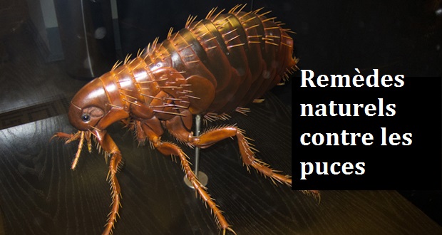 Remèdes naturels contre les puces - Conseils pour vous