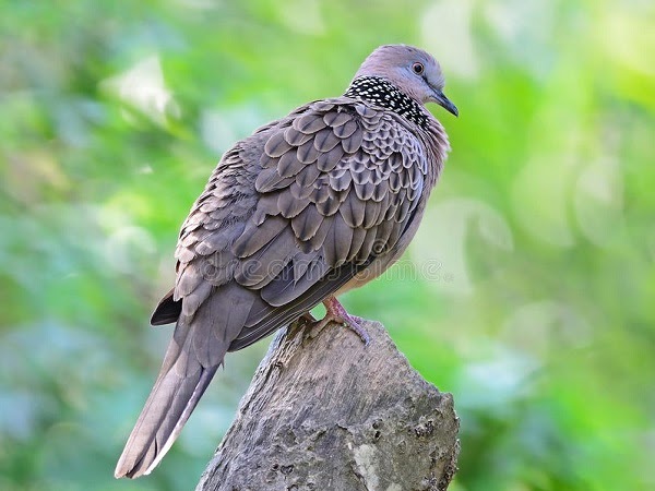 घुघुत पक्षी - हमरि पछ्याण