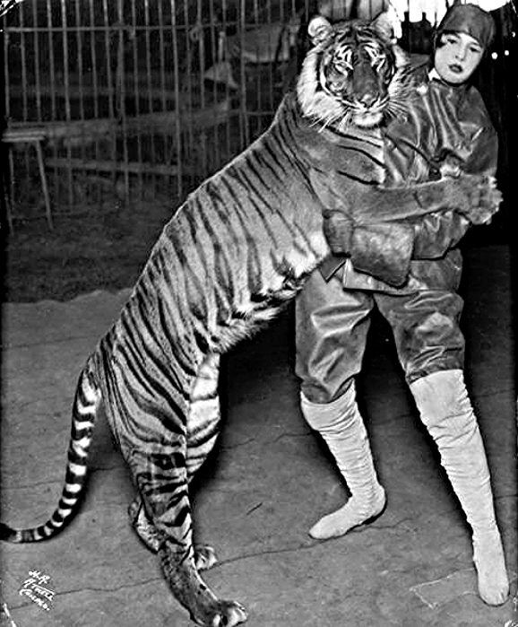 Extinct Tiger species