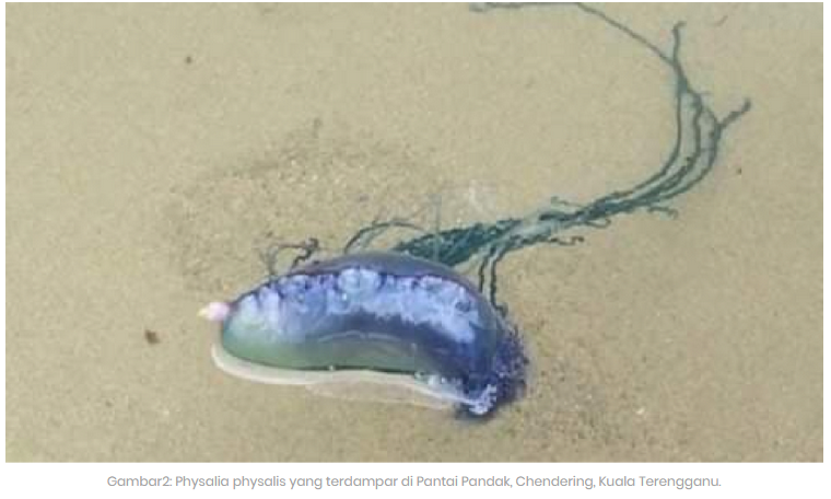 Obor-obor Beracun (Physalia physalis) / Portuguese Man Of War Muncul Di ...