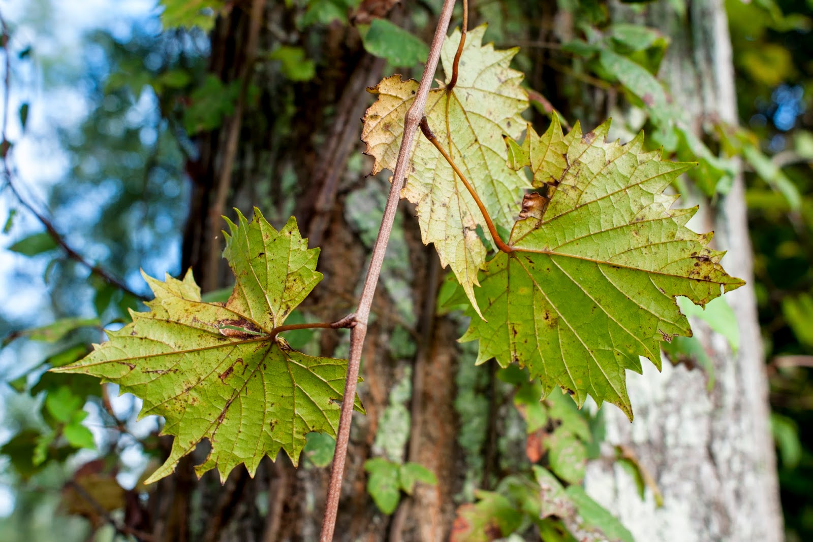 the adventures of poo-tail: the island